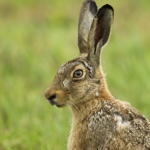 Haas (Europese Haas) – Wim Schermer Vogelfotografie
