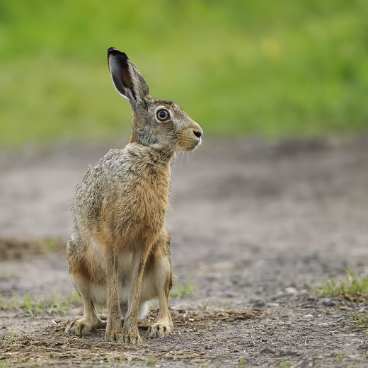Haas (Europese Haas) – Wim Schermer Vogelfotografie